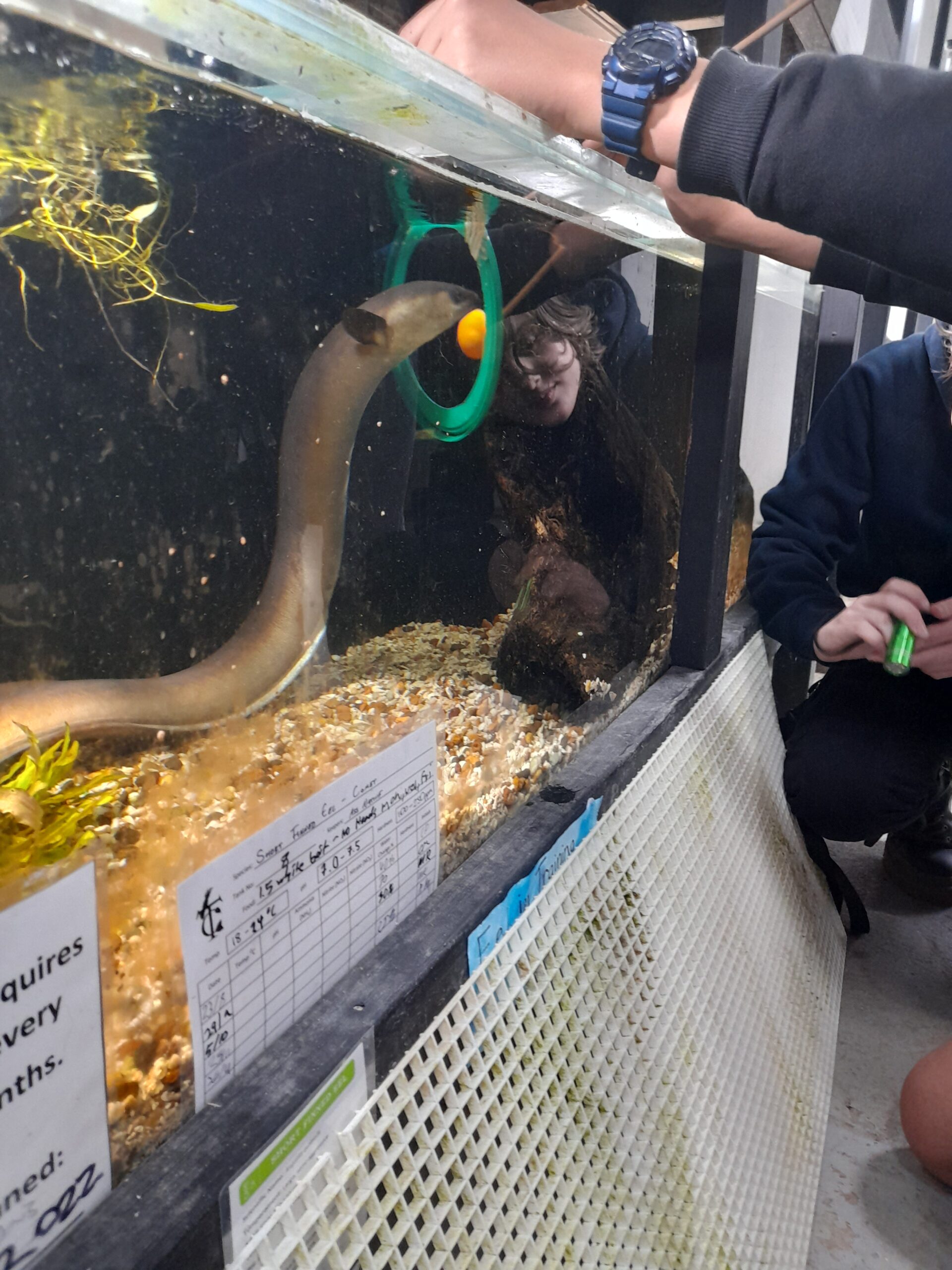 Is it a dog? Is it a seal? No, it’s Comet the eel! – In2science